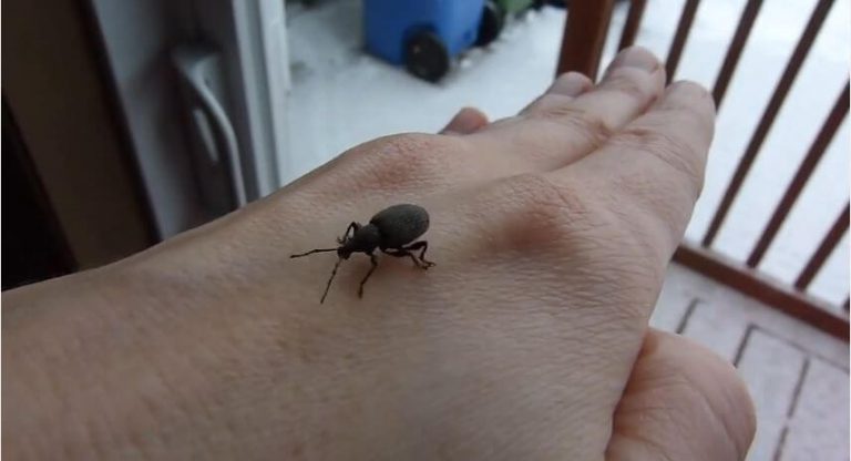 Insectes D Humidite Dans La Maison - Esam Solidarity